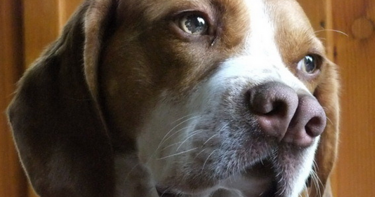 Wyżeł turecki - pies z dwoma nosami - blog Beata Siewierska Uluad