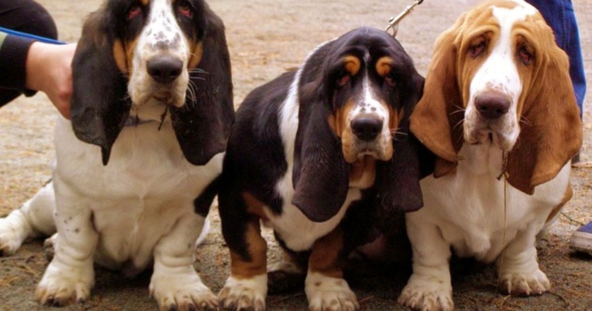 Pies rasy basset hound - flegmatyk, który szybko biega - blog Redakcja